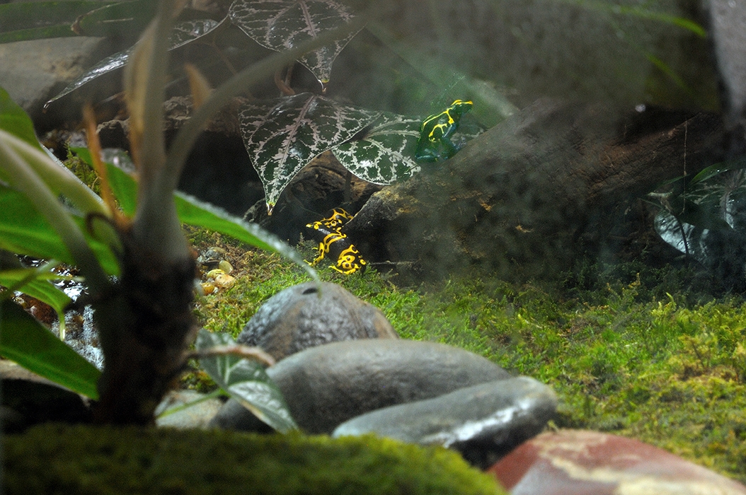 Hop over to Discovery Place Science and explore Fantastic Frogs ...