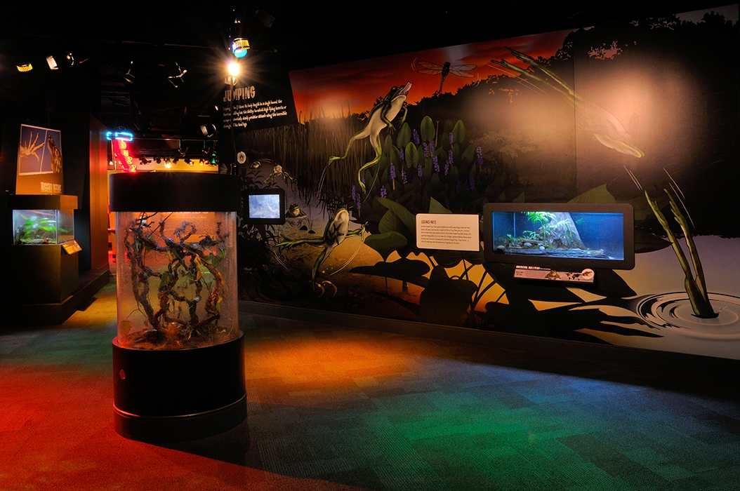 Hop over to Discovery Place Science and explore Fantastic Frogs ...