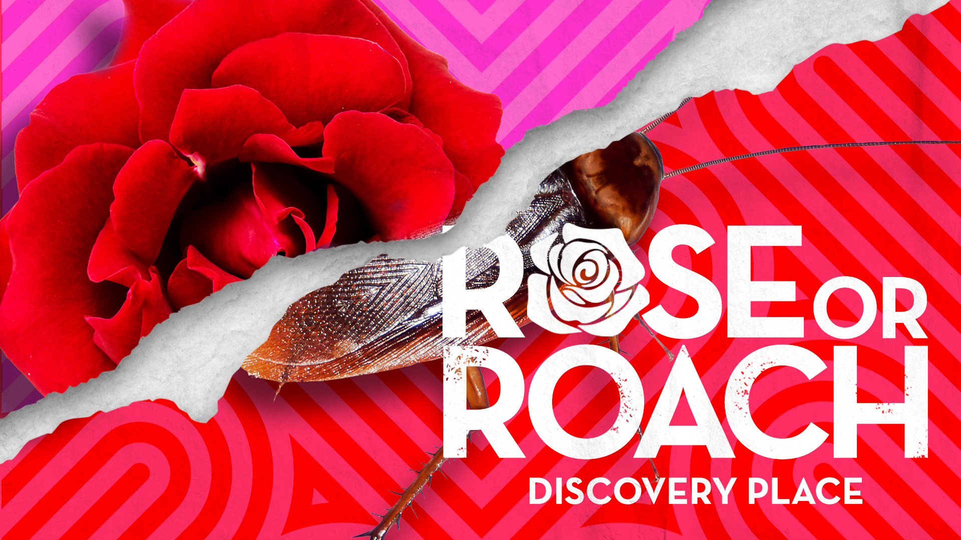 Name a Roach or Dedicate a Rose to Support Discovery Place’s Animals ...