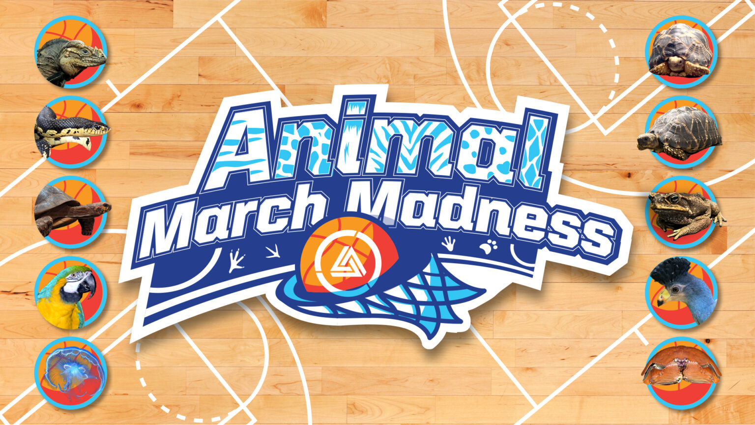 From Iguana to Macaw, Vote in Discovery Place’s Animal March Madness ...
